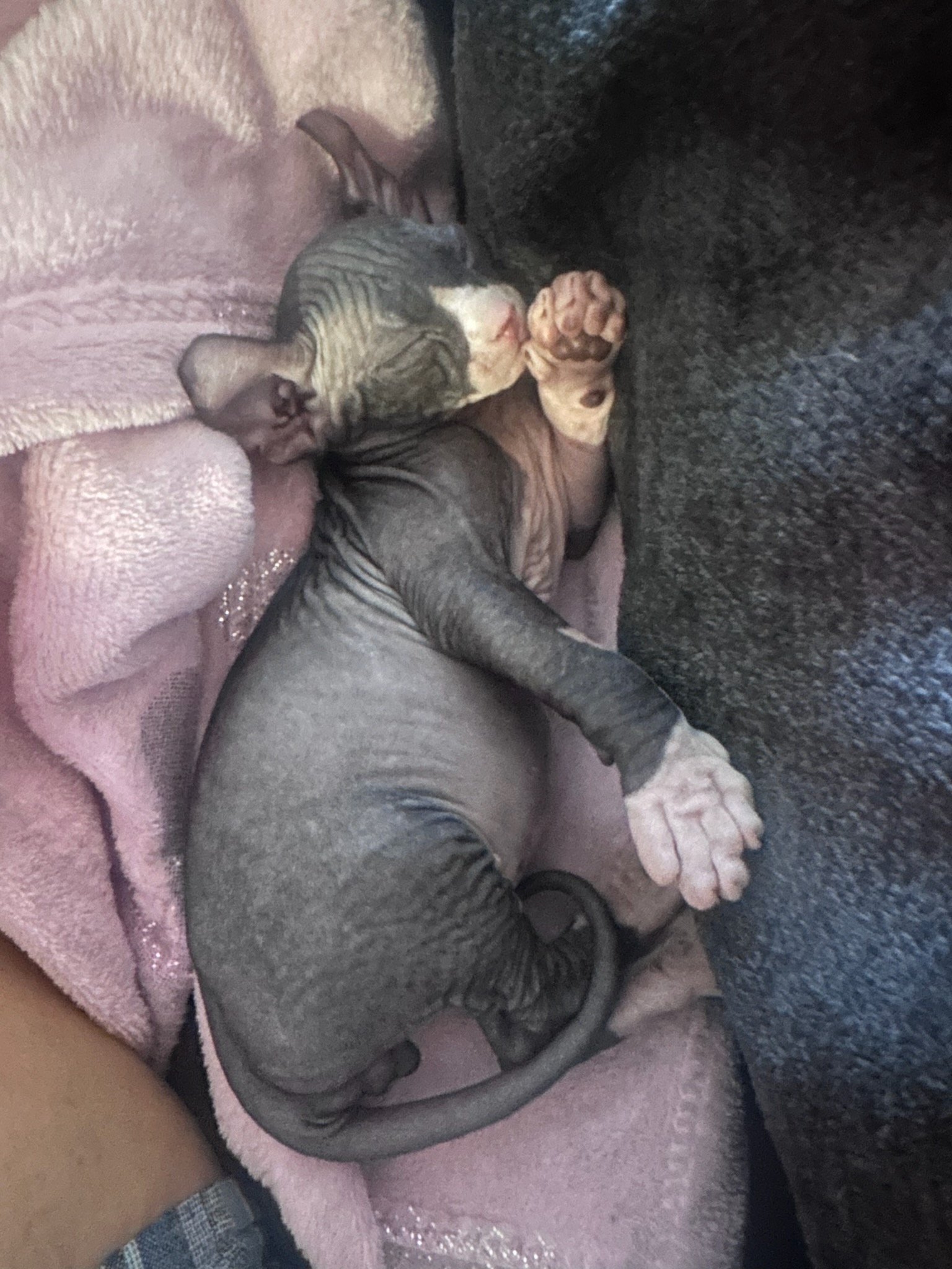 7 week old sphynx with elf ears - thekittenfinder.com