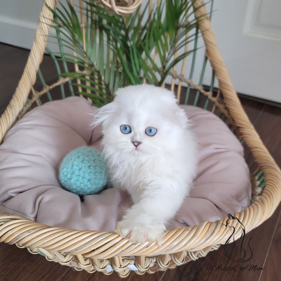 Queen - thekittenfinder.com