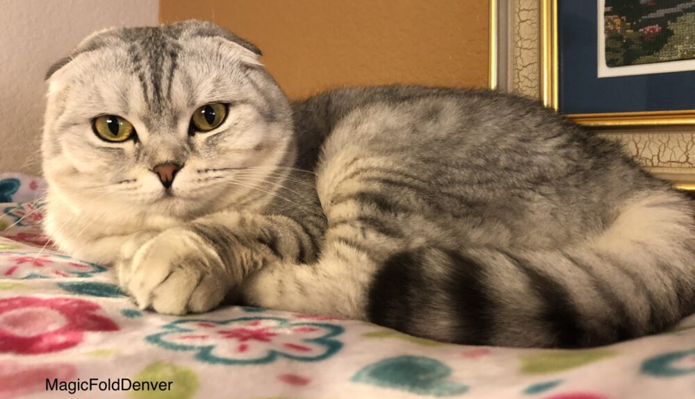 Magic Fold Denver - thekittenfinder.com